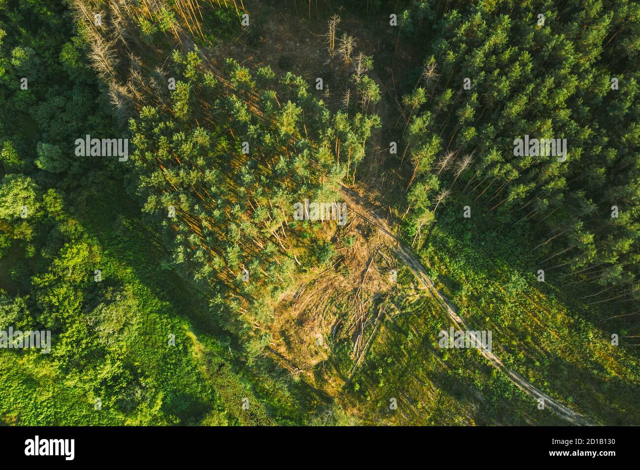 Aerial View Green Forest Deforestation Area Landscape. Top View Of ...