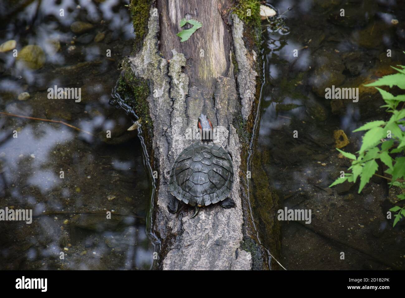 Turtle trachemys scripta on tree hi-res stock photography and images ...