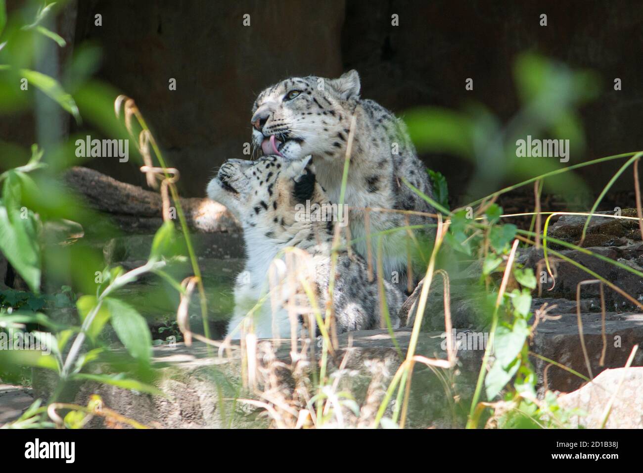Two wild leopards cuddling hidden on a rocky and grassy hill Stock ...