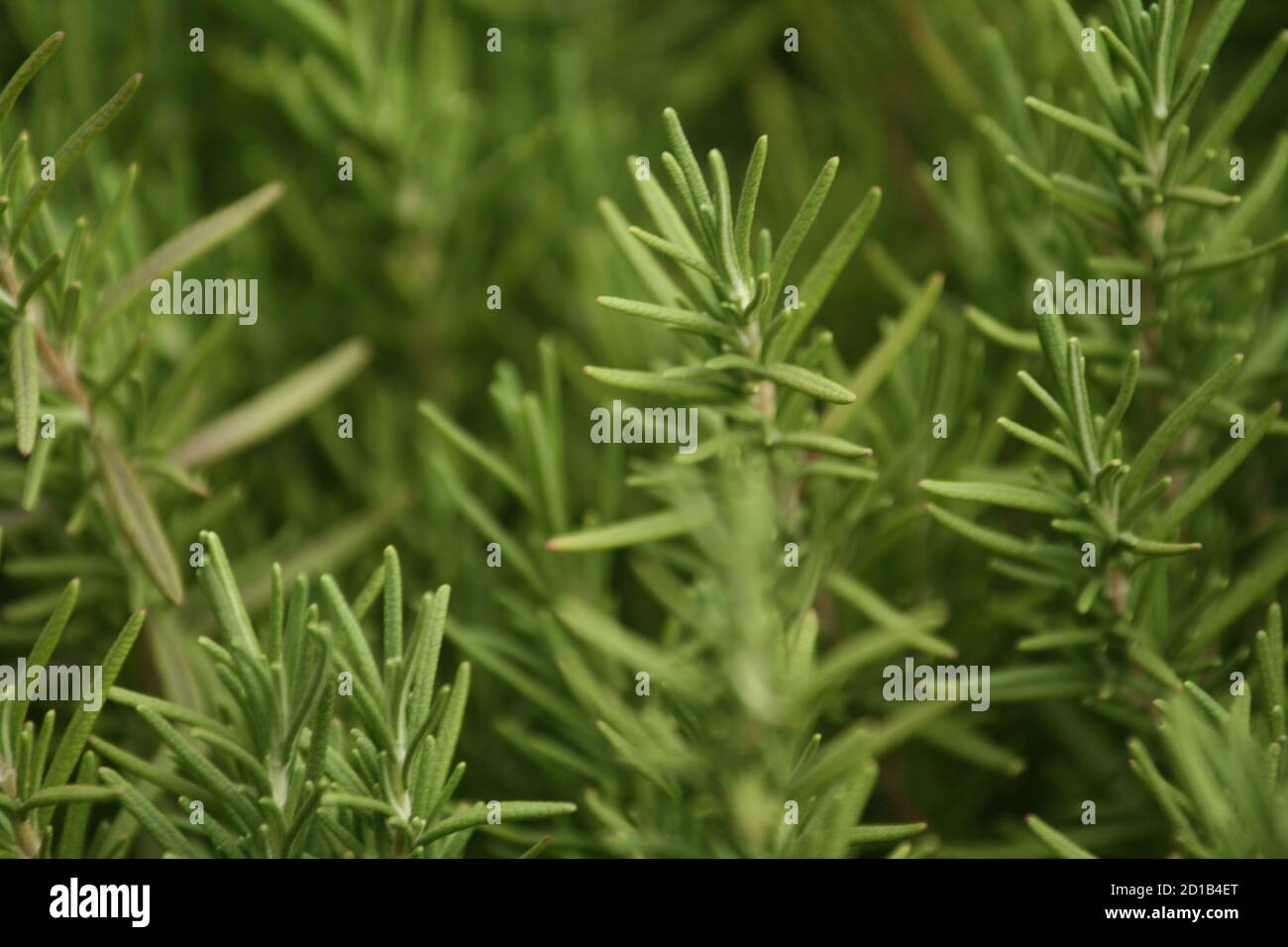 Selective focus shot of green rosemary officinalis plant Stock Photo ...
