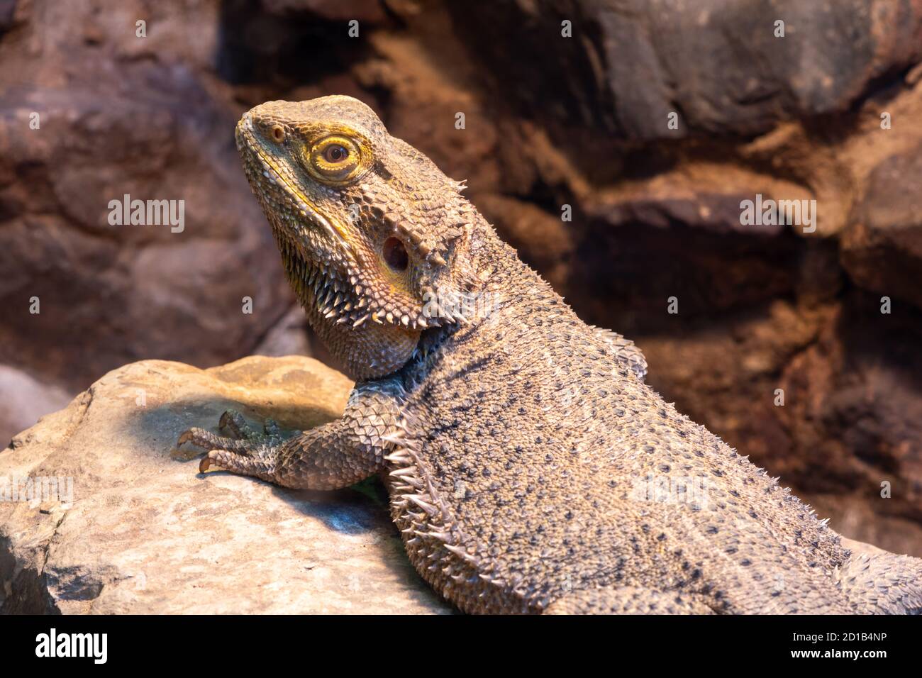 Captive central bearded dragon hi-res stock photography and images - Alamy