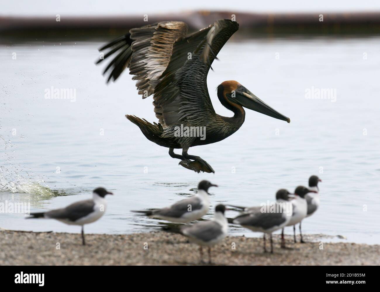 Gulf oil spill animals hi-res stock photography and images - Alamy