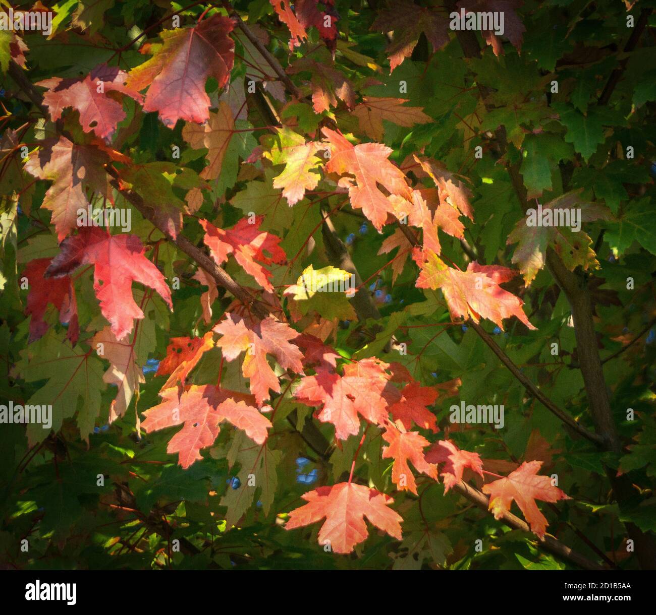 Maple Leaf Victoria BC Stock Photo - Alamy