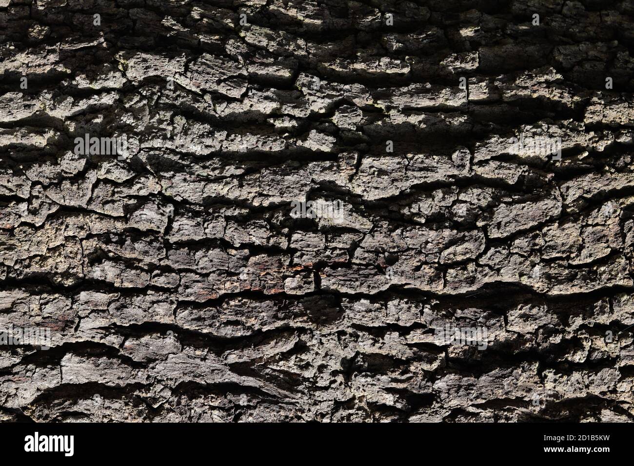 Tree trunk texture for backgrounds Stock Photo - Alamy