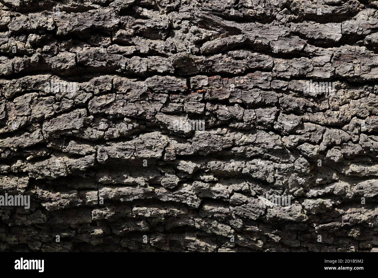Tree trunk texture for backgrounds Stock Photo - Alamy
