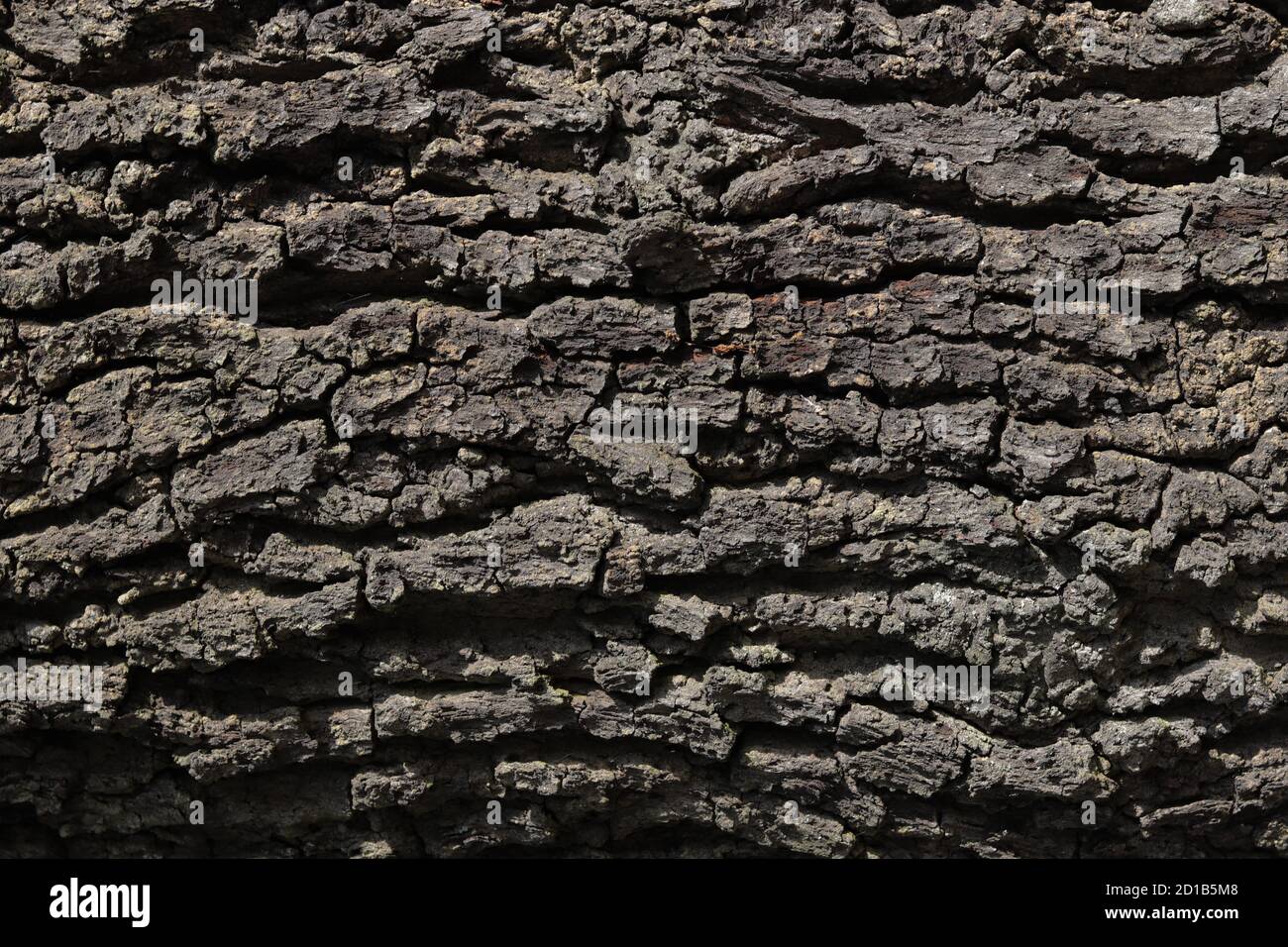 Tree trunk texture for backgrounds Stock Photo - Alamy