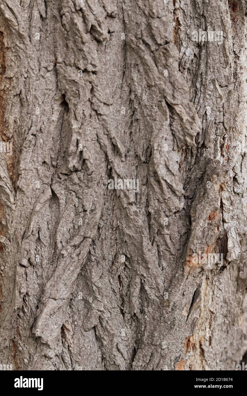 Vertical tree trunk texture for backgrounds Stock Photo - Alamy