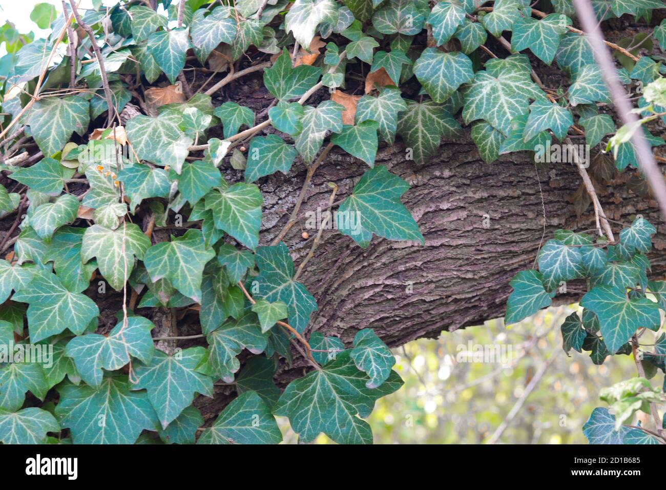 Closeup shot of ivy leaves on a thick tree branch Stock Photo - Alamy