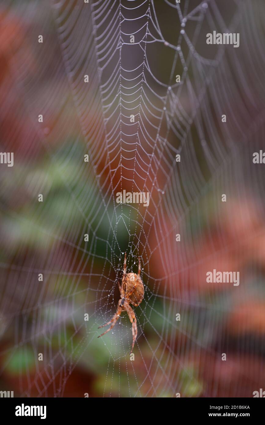 Spider orb weaver hi-res stock photography and images - Alamy