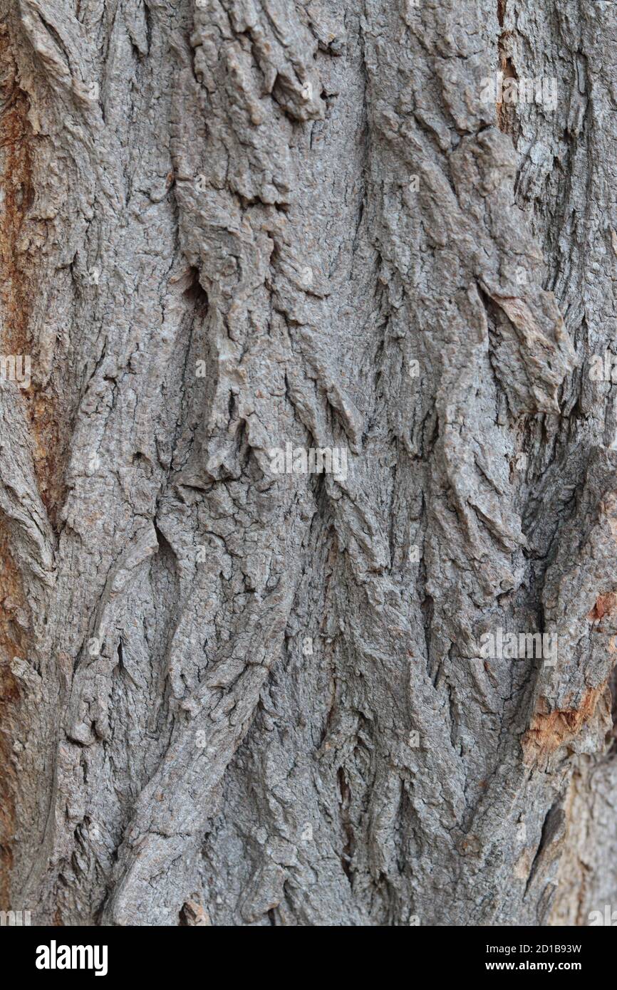 Vertical tree trunk texture for backgrounds Stock Photo - Alamy
