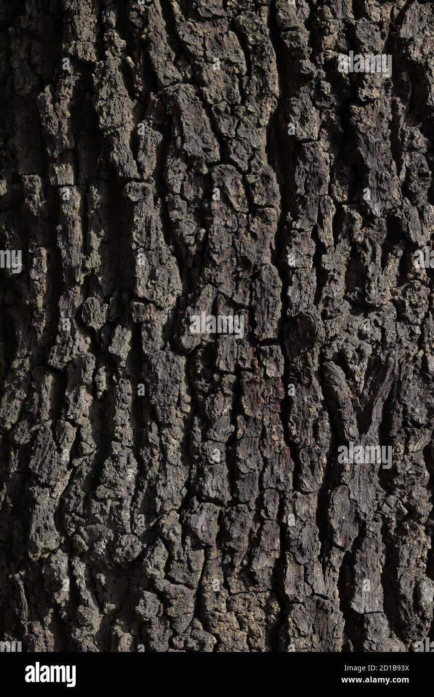 Vertical tree trunk texture for backgrounds Stock Photo - Alamy