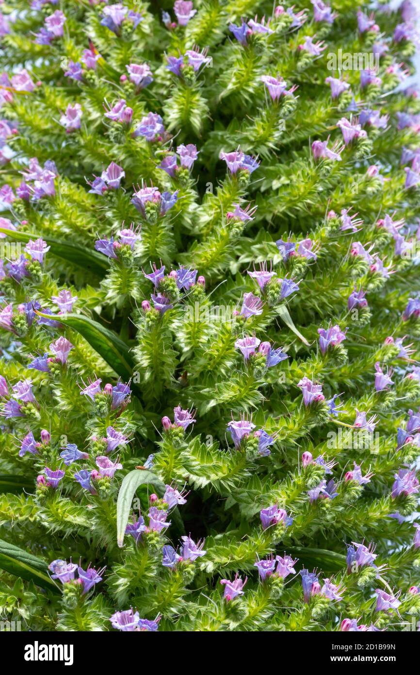 Echium pininana plant in garden hi-res stock photography and images - Alamy