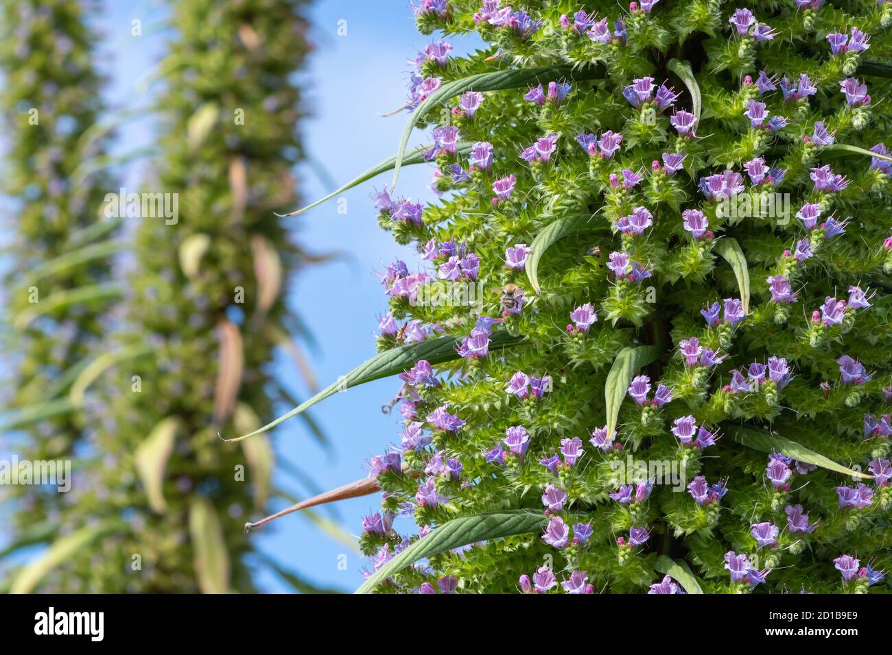Giant vipers bugloss tree echium hi-res stock photography and images ...