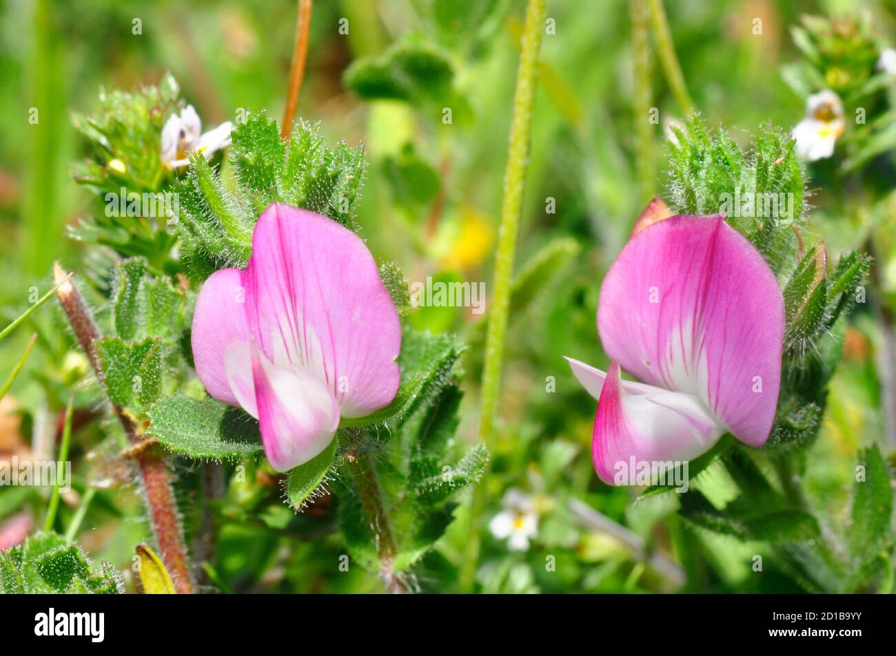 Common Restharrow "Ononis repens" in sand dunes at Braunton Burrows in ...