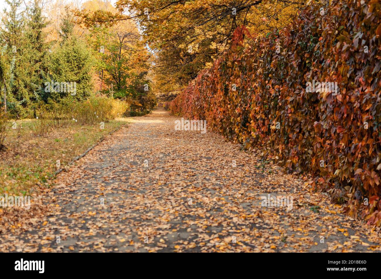 Autumn sunny landscape. The road to the autumn park with trees and ...