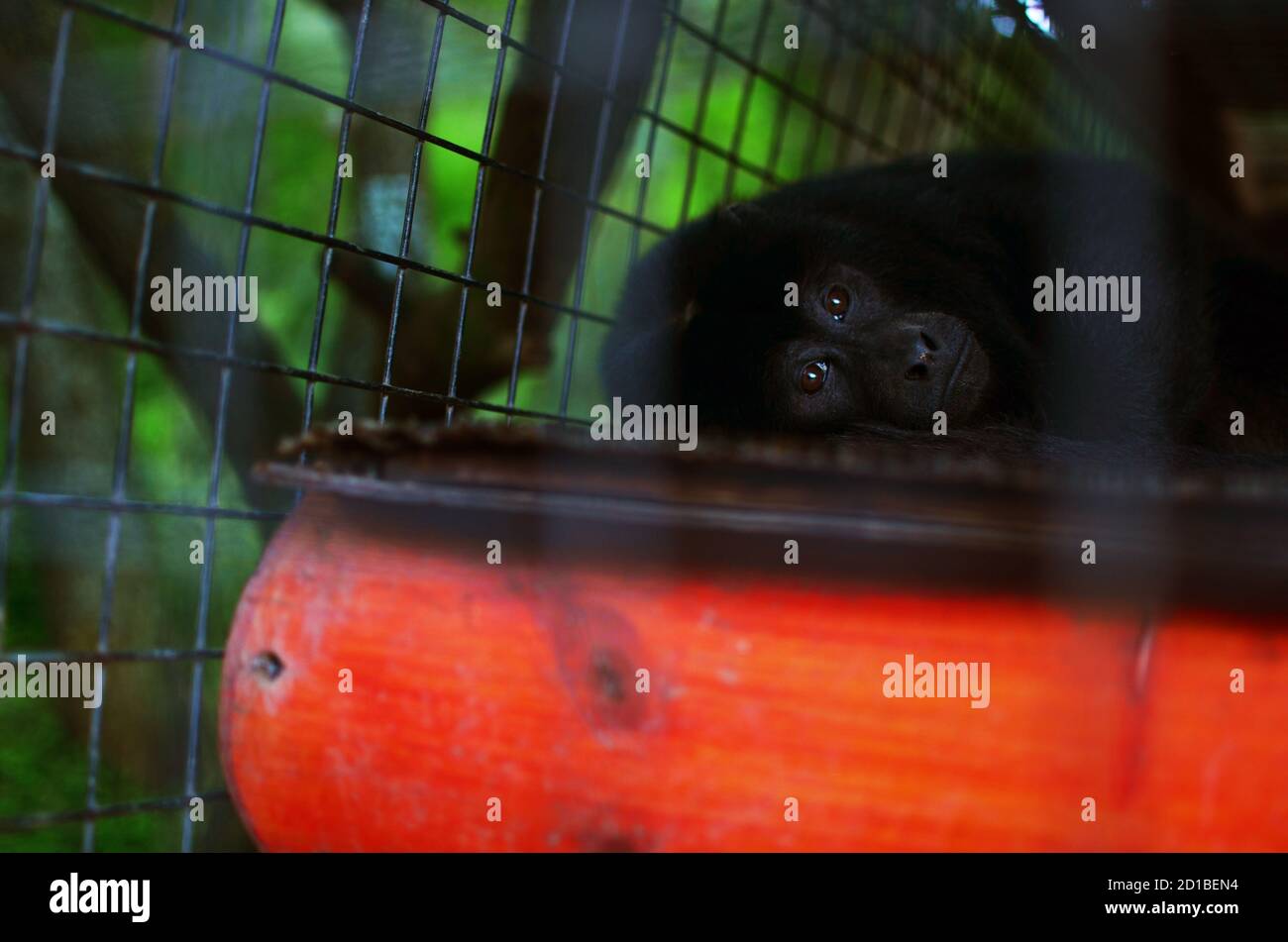 Monkey in prison cage zoo Stock Photo - Alamy