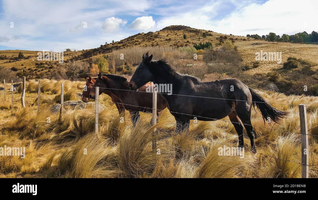 Horses in the countryside Stock Photo - Alamy