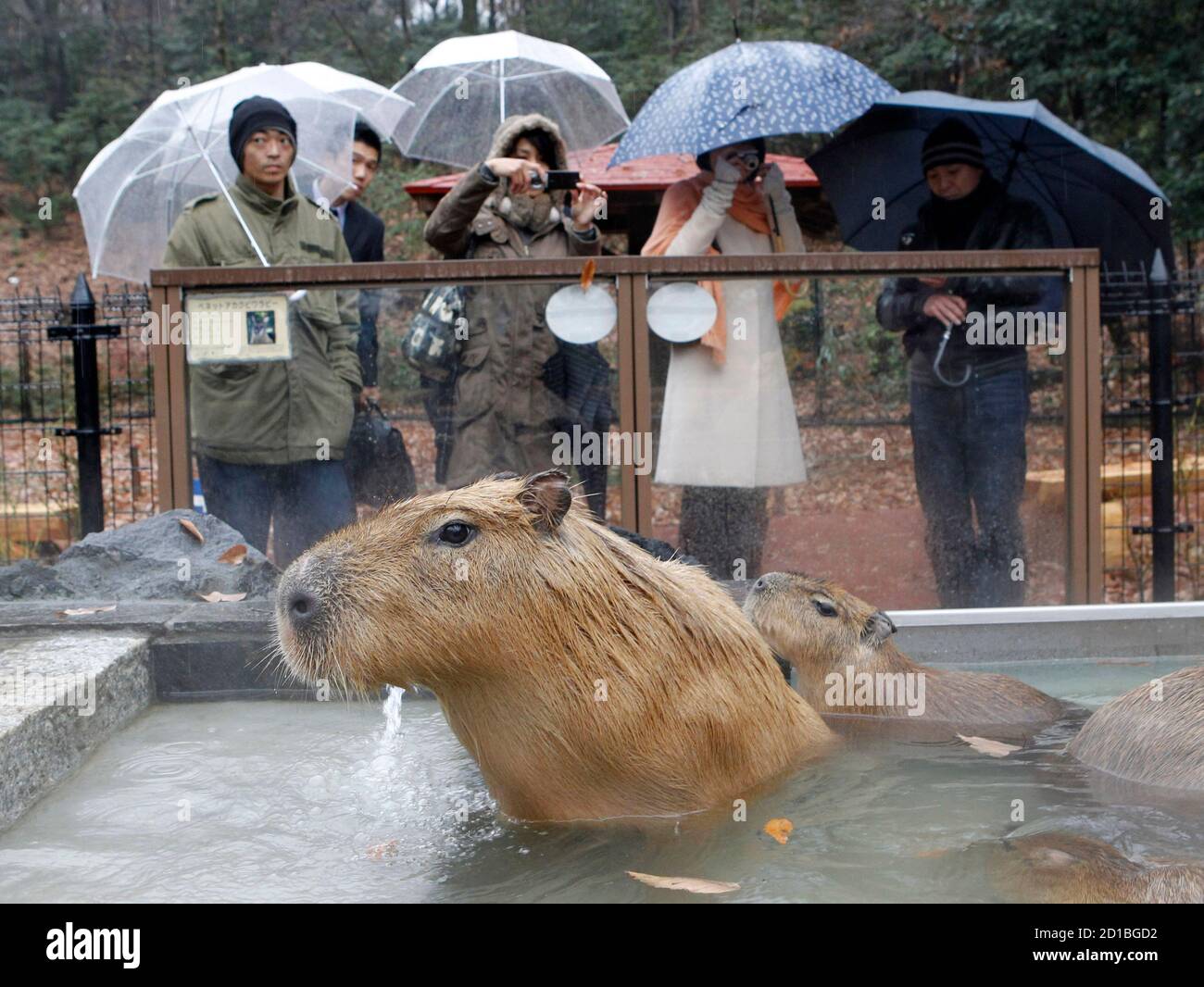Capybara spa hi-res stock photography and images - Alamy