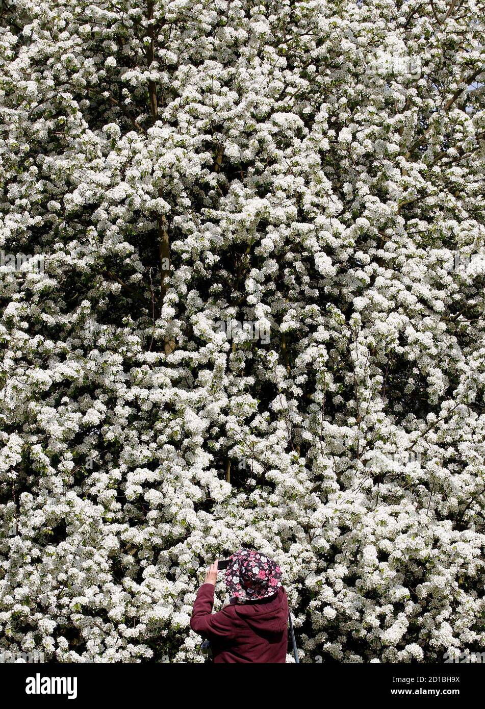 Royal botanic gardens kew cherry hi-res stock photography and images ...