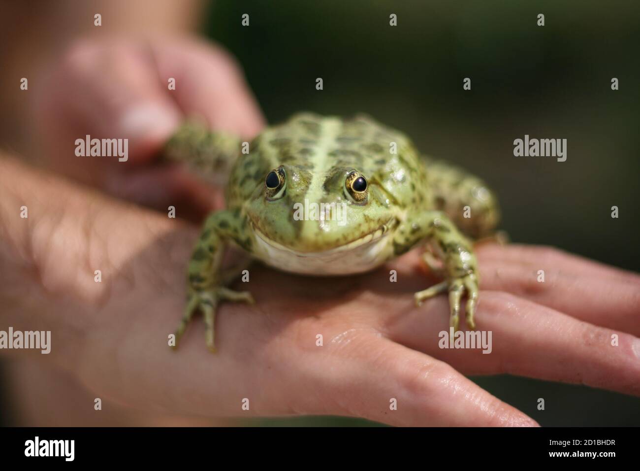 Young man holding frog hi-res stock photography and images - Alamy