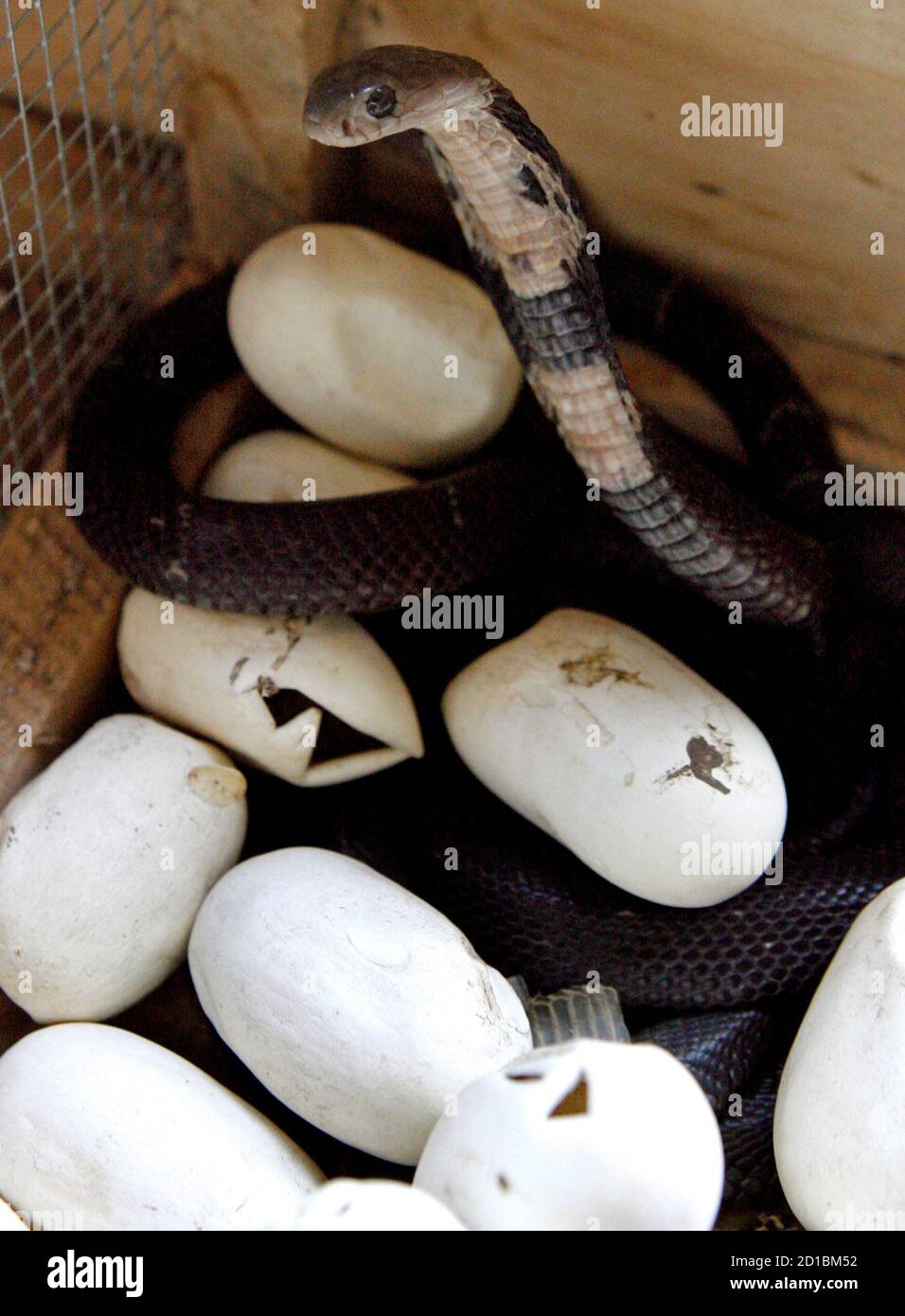 Copperhead snakes hi-res stock photography and images - Alamy