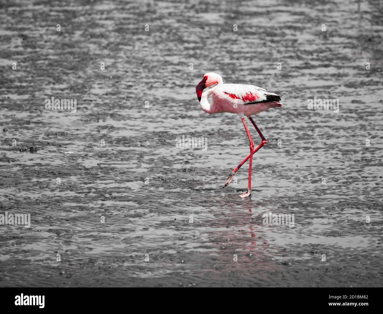 Flamingo walk in shallow water, Walvis Bay, Namibia Stock Photo - Alamy
