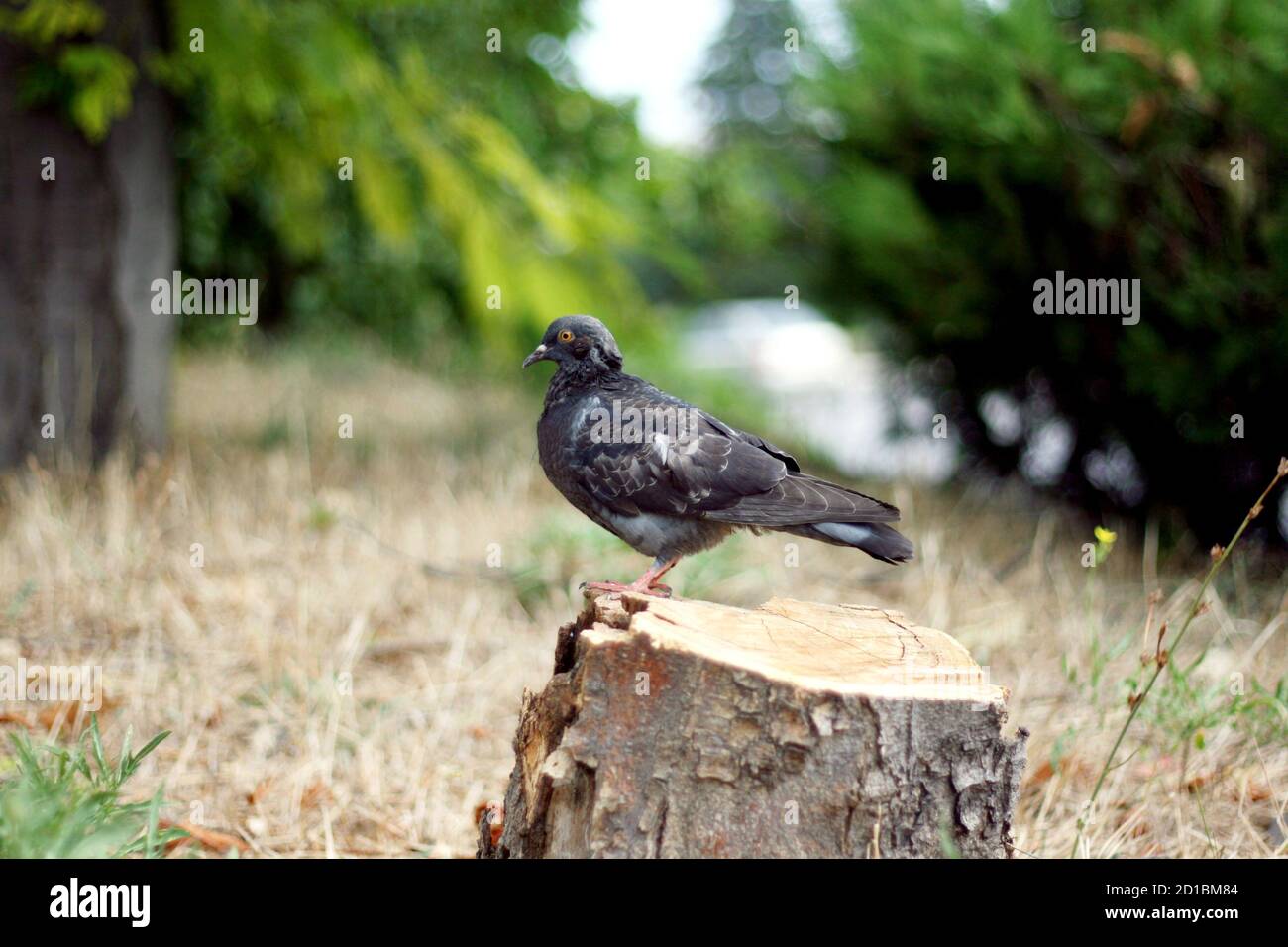 The dove sits on a stump of a sawn tree. Cutting down trees, depriving ...