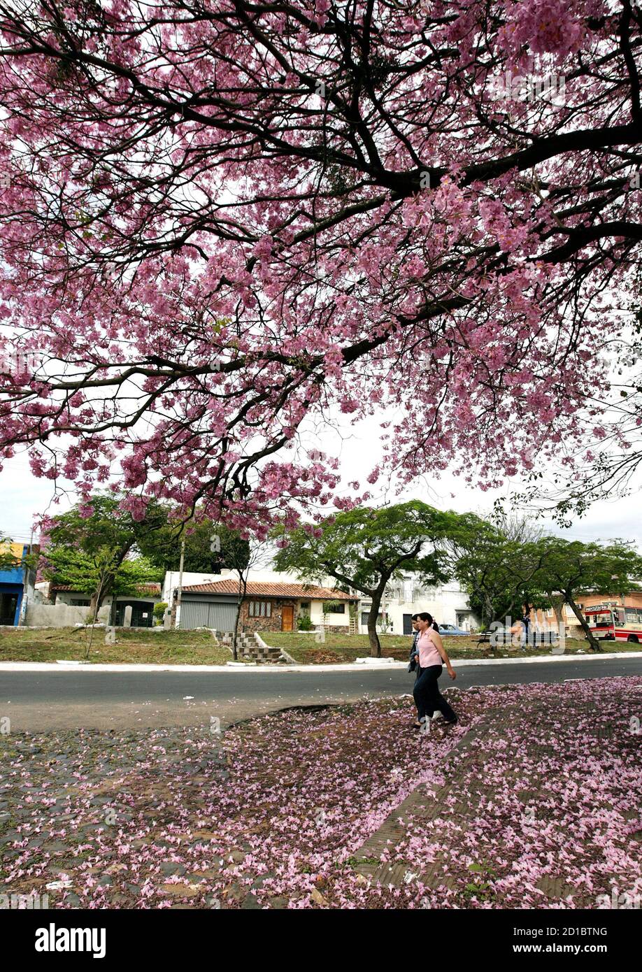 National flower of paraguay hi-res stock photography and images - Alamy