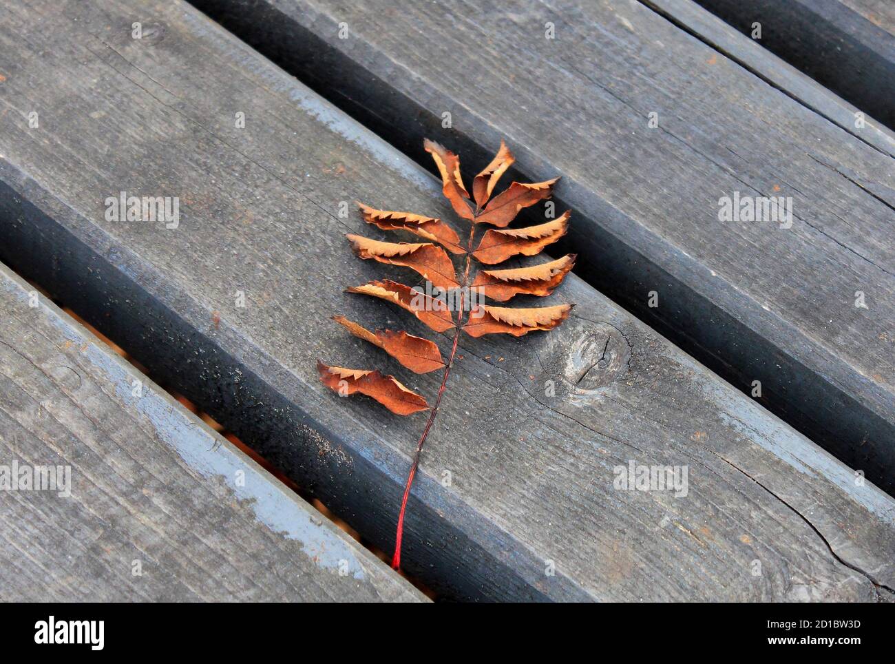 Rowan leaf hi-res stock photography and images - Alamy
