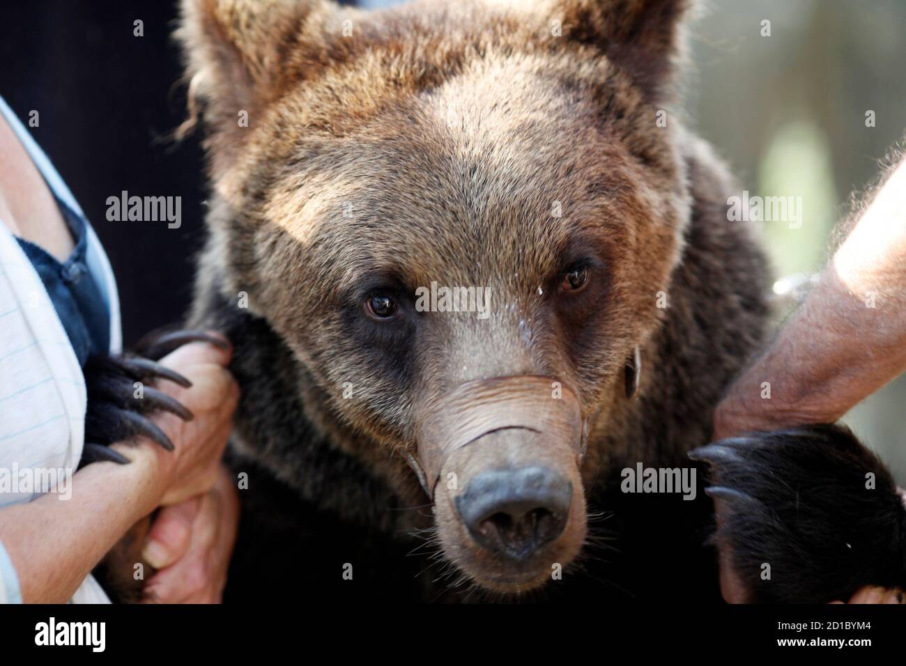 Baloo The Bear High Resolution Stock Photography and Images - Alamy