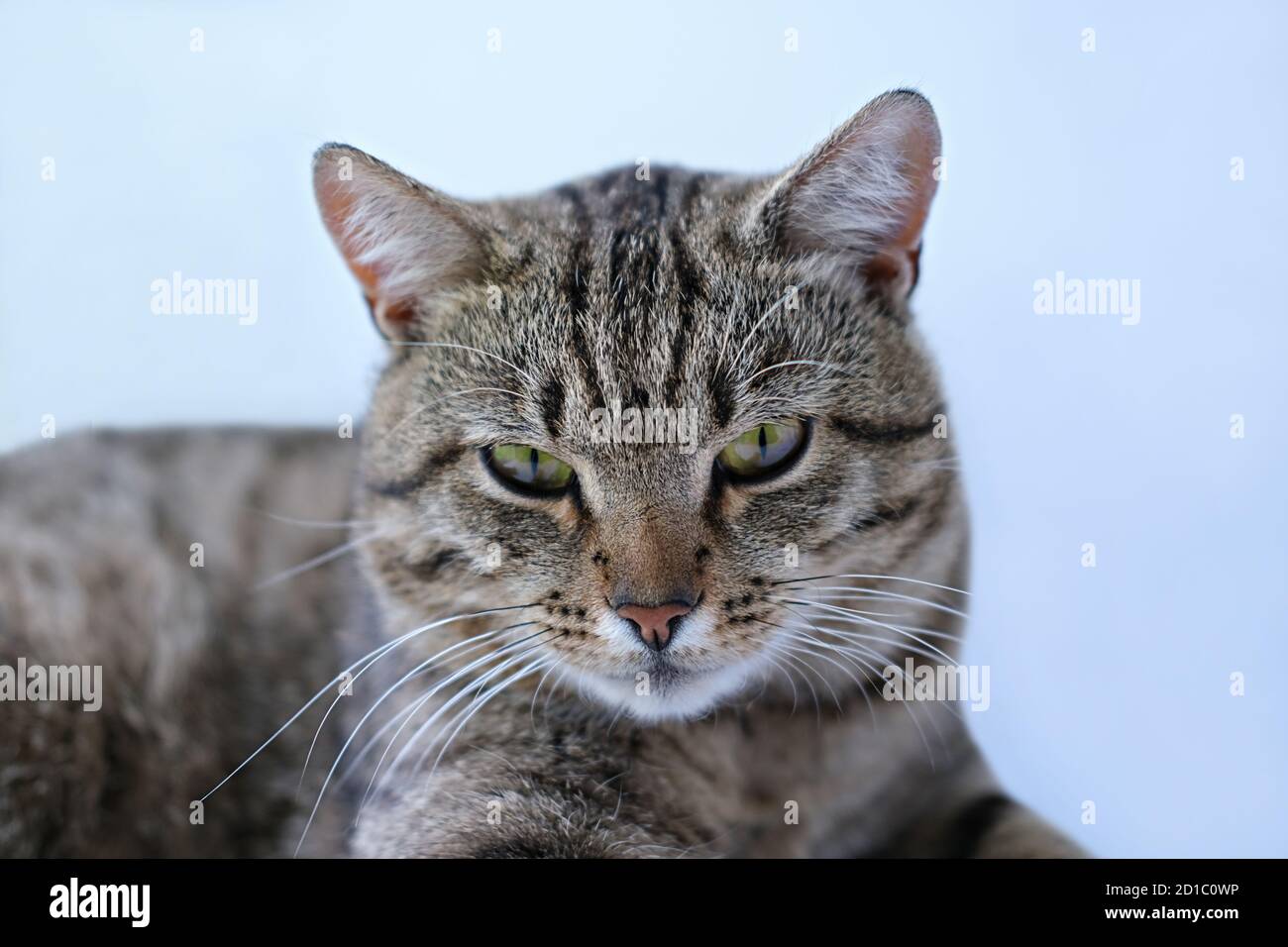 Close-up portrait of an adult tabby cat with green eyes. The cat is ...