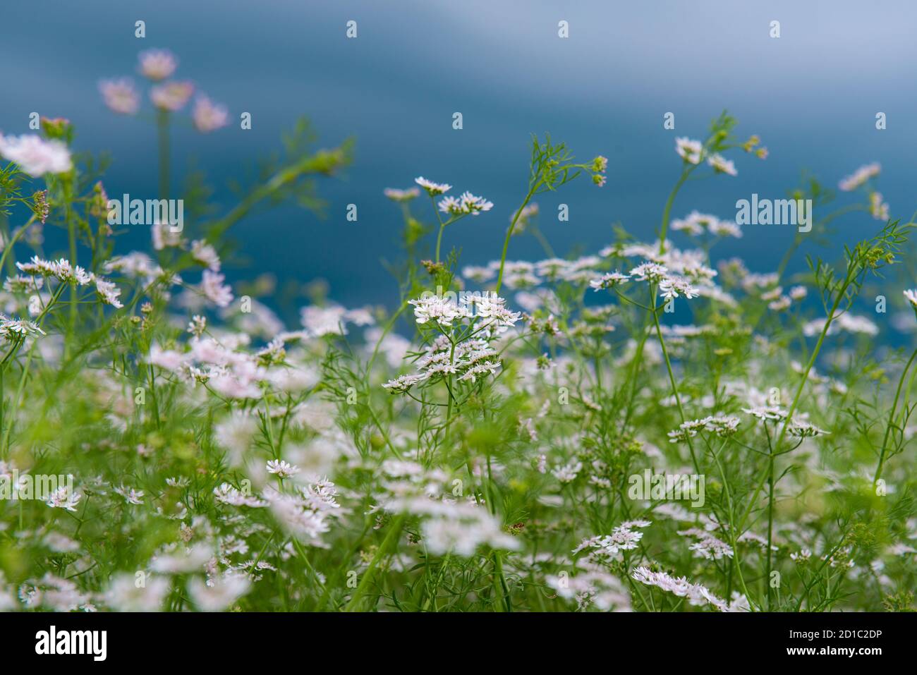 Field of white flowers with storm clouds above in horizontal position ...