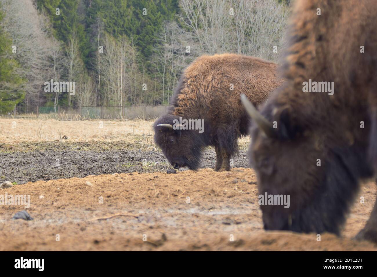 Wild european bison in the forest, Russia Stock Photo - Alamy