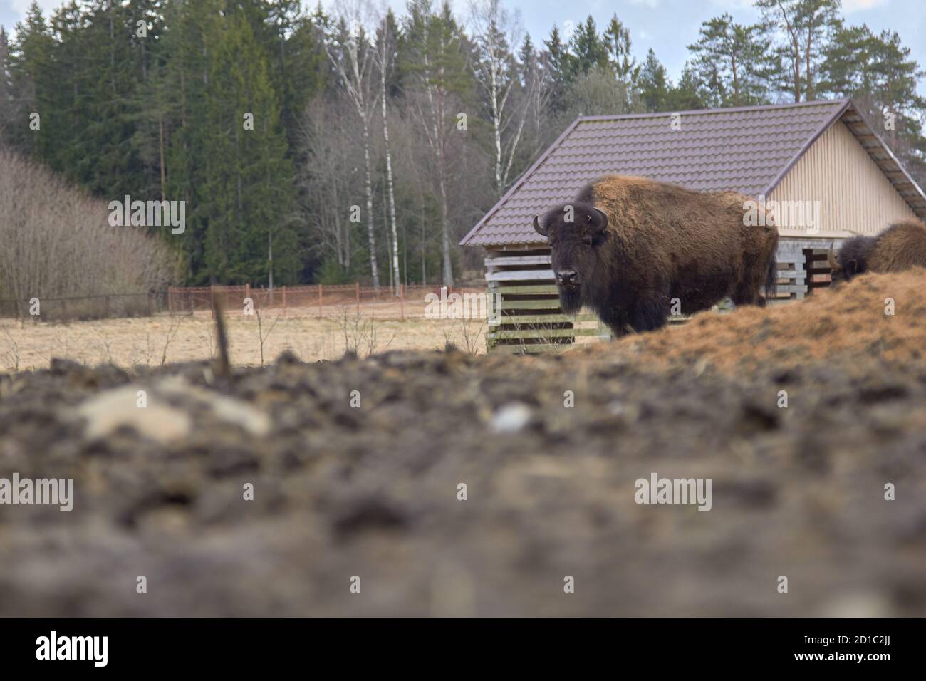 Wild european bison in the forest, Russia Stock Photo - Alamy