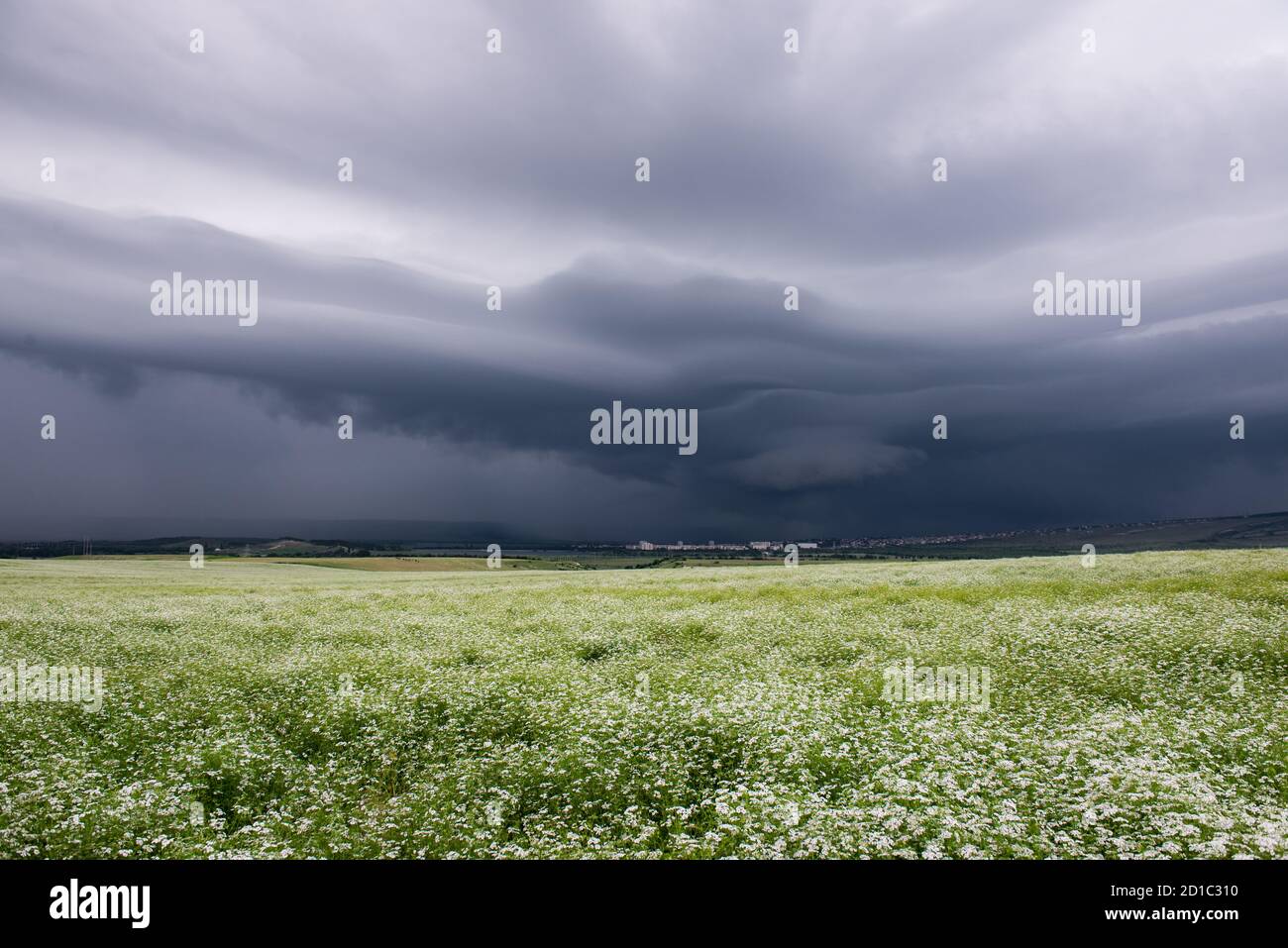 Field of white flowers with storm clouds above in horizontal position ...