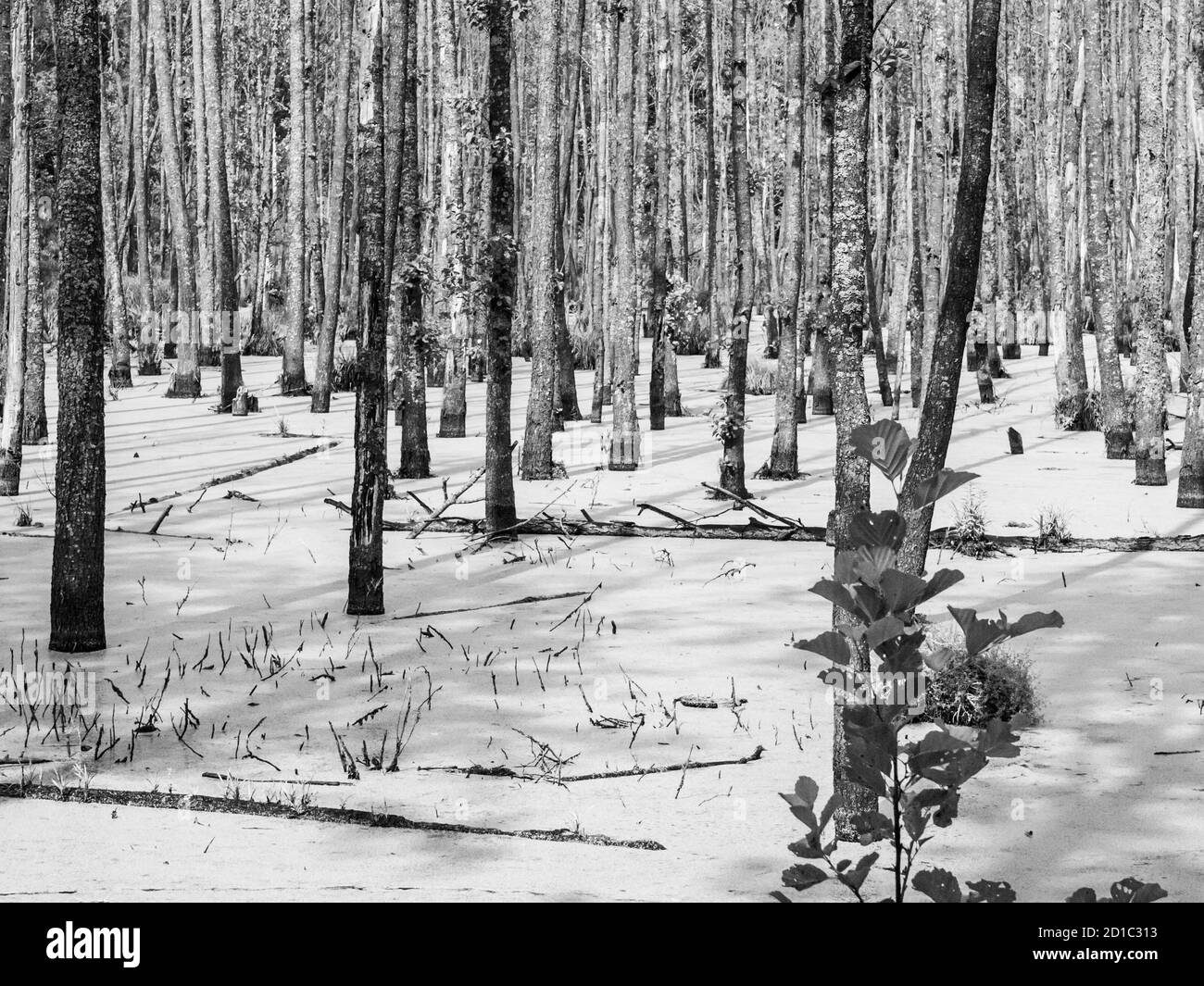 Wet forest swamp full of algae. Black and white image Stock Photo - Alamy