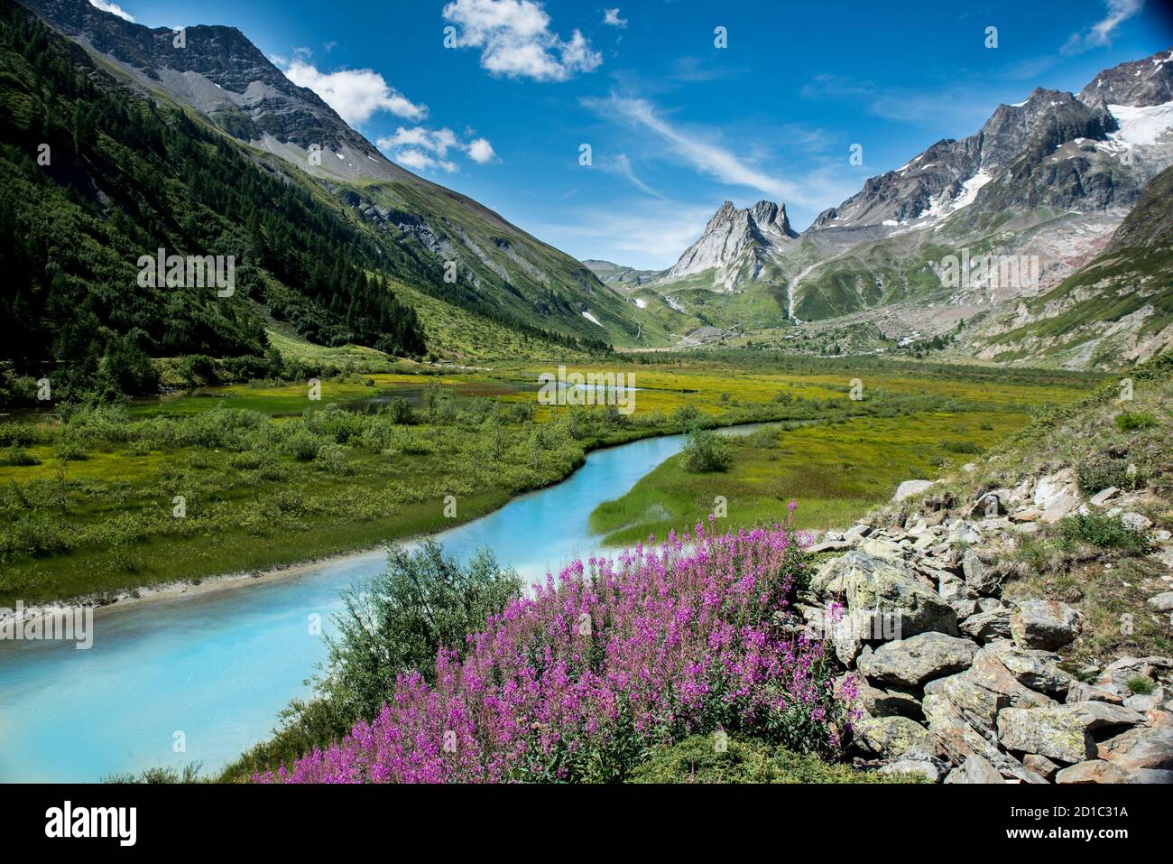 Sunlight stream on wild flowers hi-res stock photography and images - Alamy
