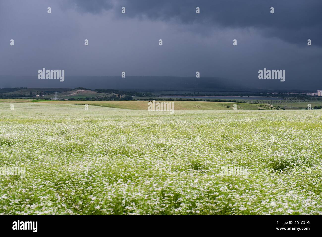 Field of white flowers with storm clouds above in horizontal position ...