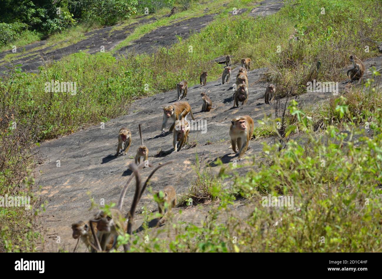 Group of running monkeys in a field under the sunlight at daytime Stock ...