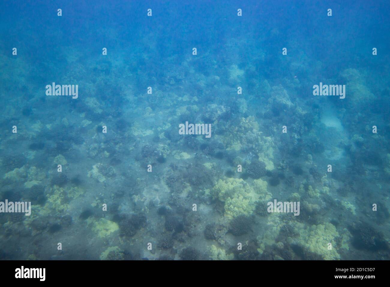 Maui, Hawaii. Underwater bottom of the Pacific ocean Stock Photo - Alamy