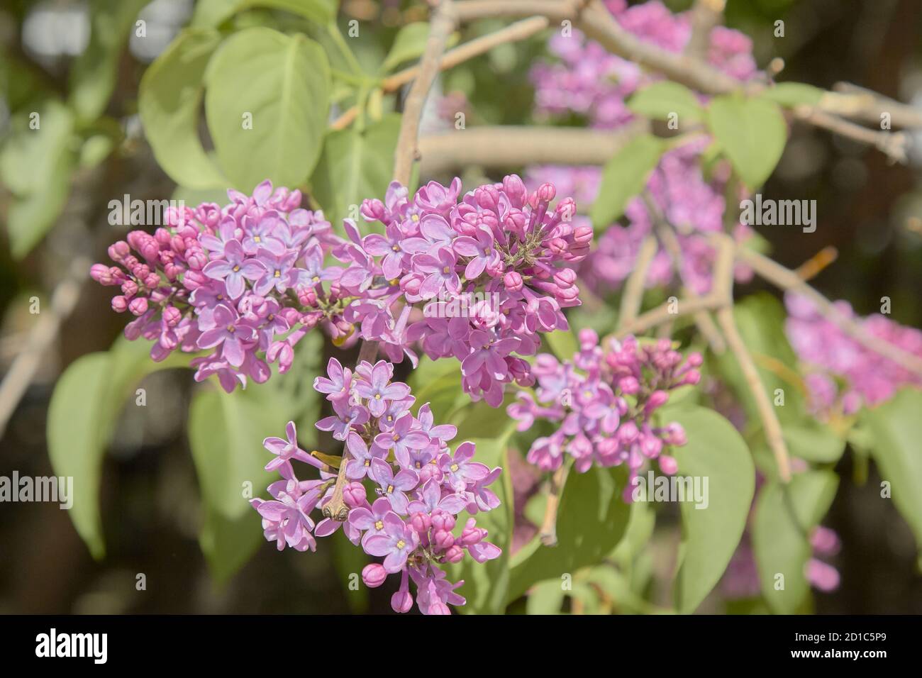 Flowers of purple lilac. Flowering lilac tree in garden on spring day ...