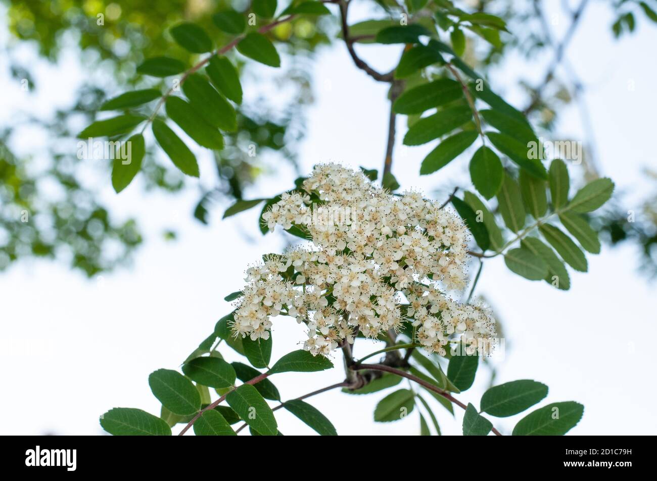close up of the inflorescence of a rowan ash tree or sorbus aucuparia ...