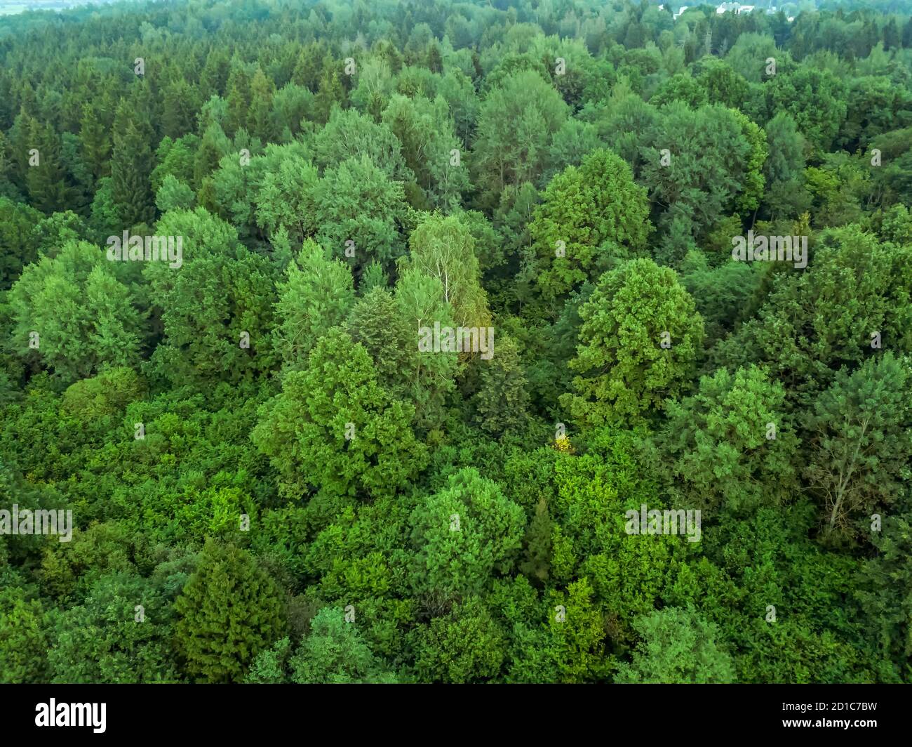 Birds In The Deciduous Forest