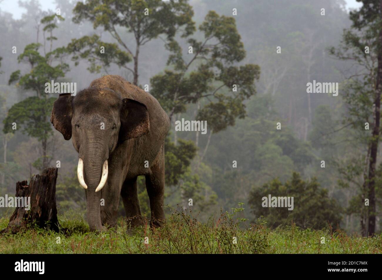 Sumatran Elephant High Resolution Stock Photography and Images - Alamy