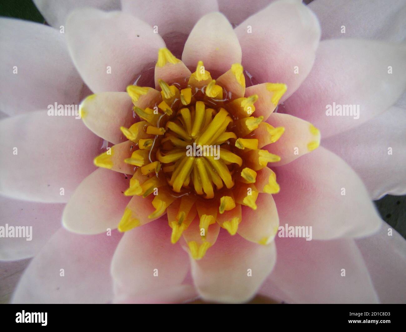 Macro top view shot of a sacred lotus Stock Photo - Alamy
