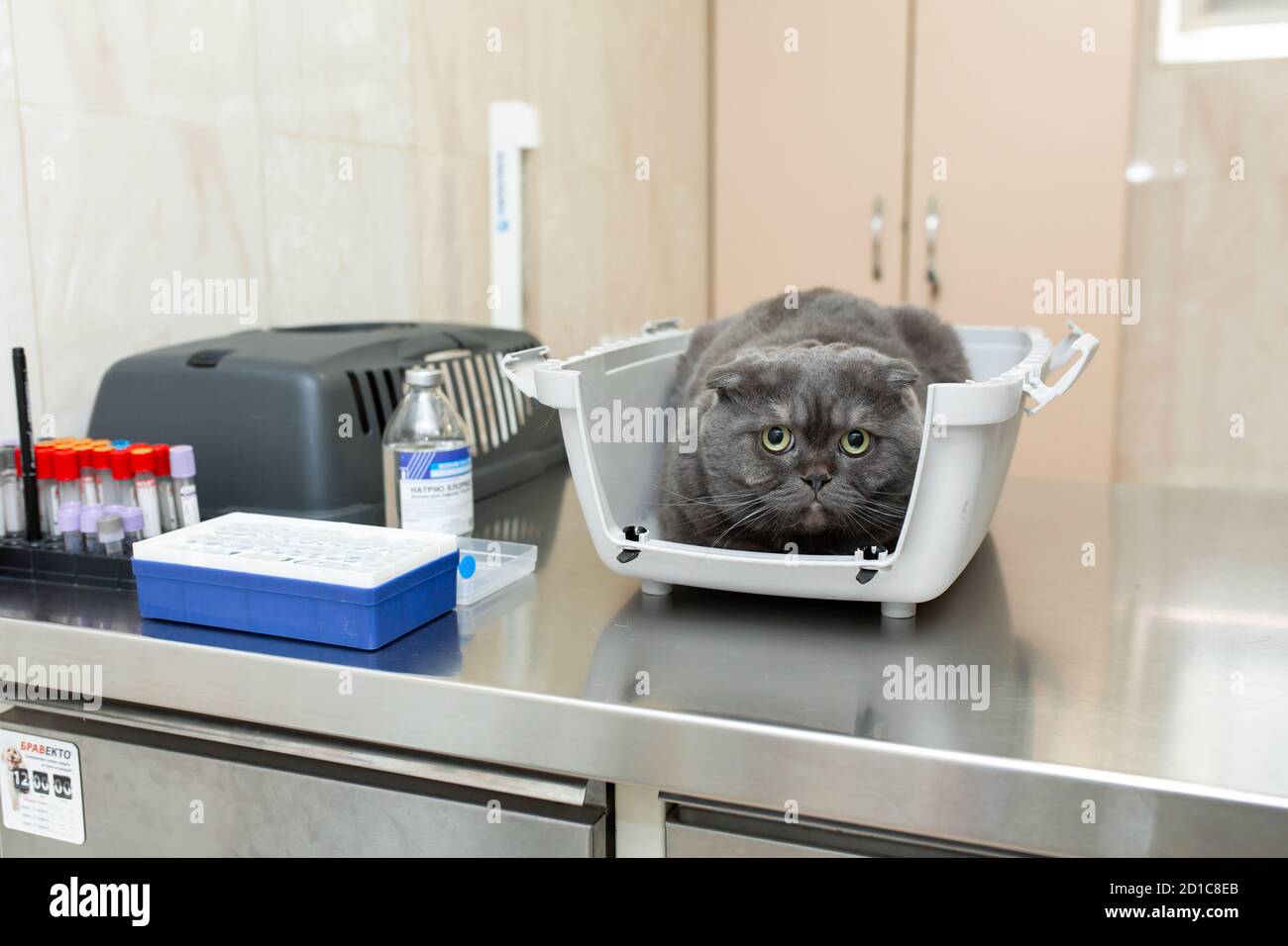 frightened gray cat in plastic box wait for procedure in veterinary ...