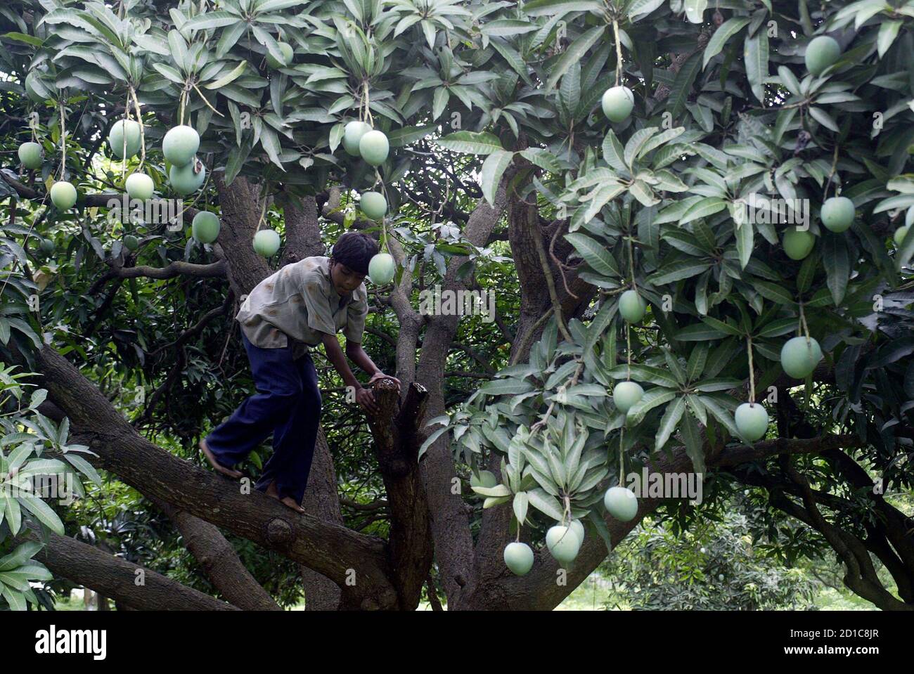 Worlds biggest tree hi-res stock photography and images - Alamy