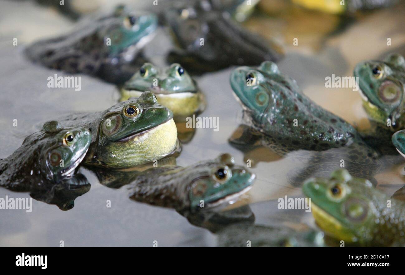 Human breeds hi-res stock photography and images - Alamy