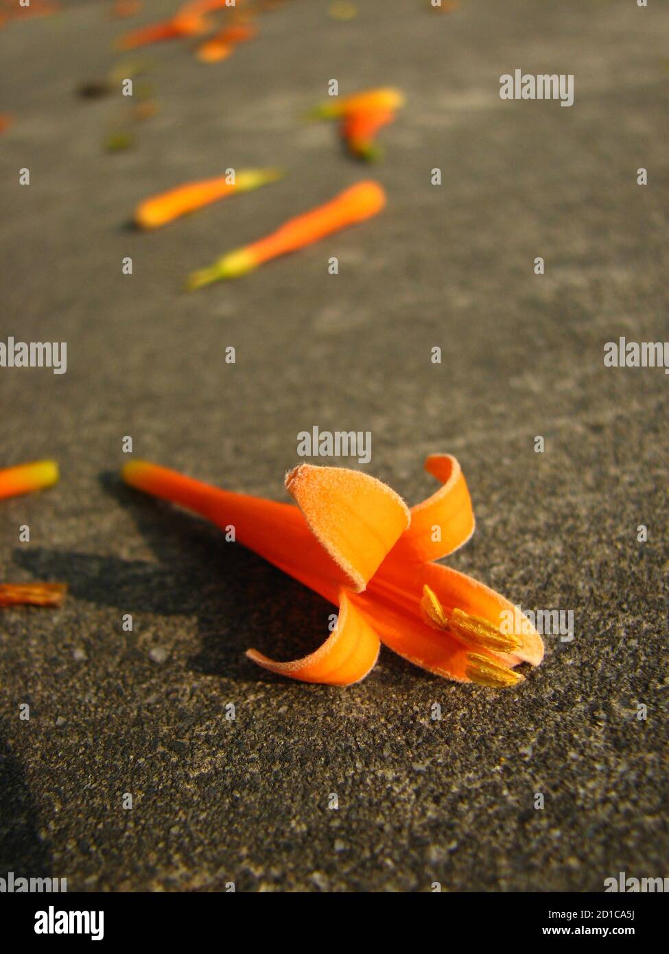 Flame vine or orange trumpet vine plant ripped off flower on the ground ...