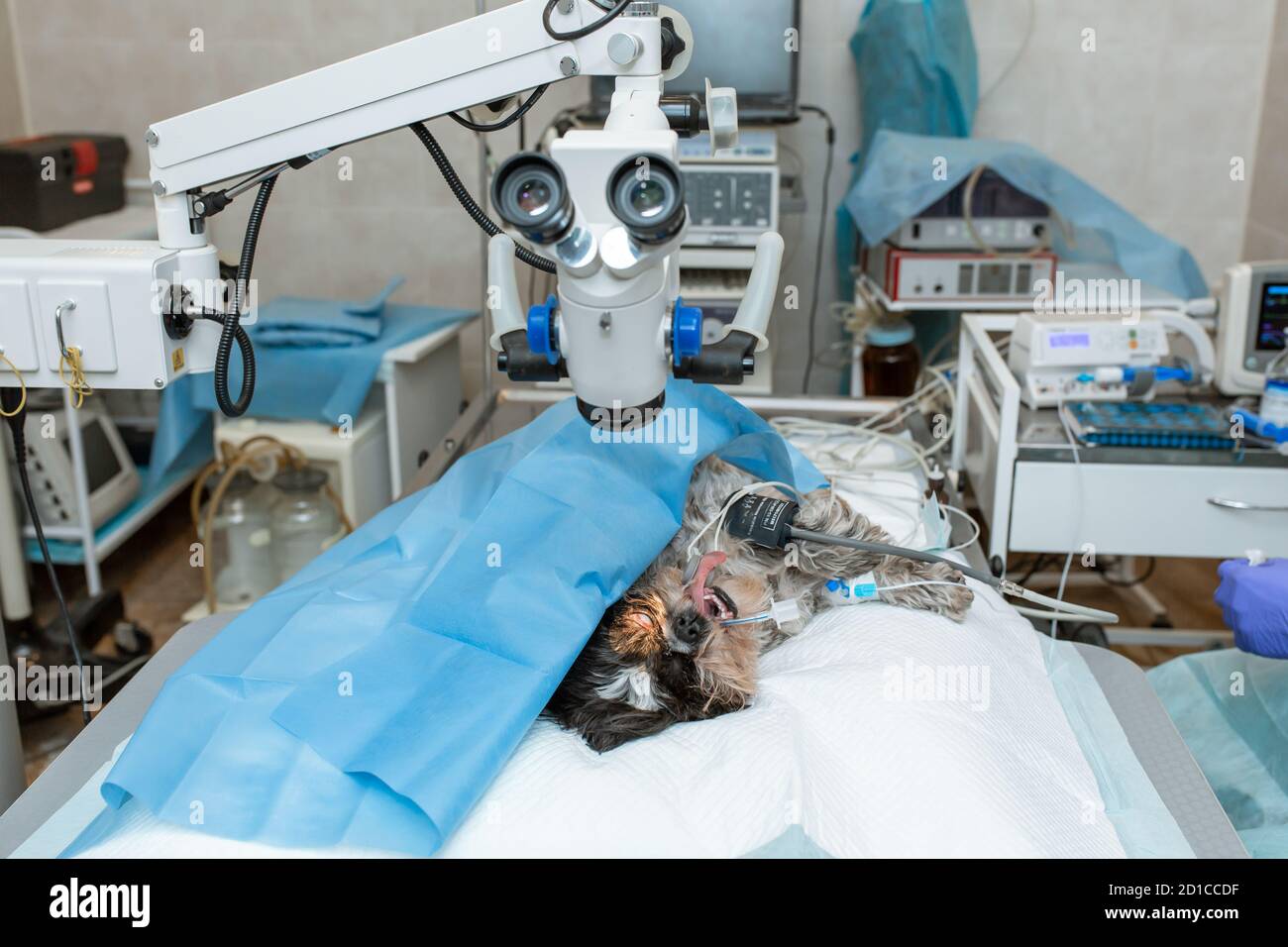 Dog under anesthesia lie on operating table in operating room. Dog ...